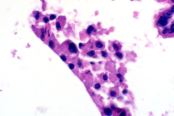 hb05cd40.jpg
