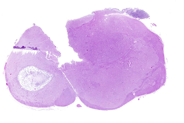 Read-Only Case Details Reviewed: Apr 2008