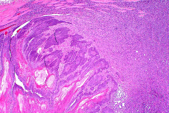 98 AFIP Vet Path WSC 26 Diag